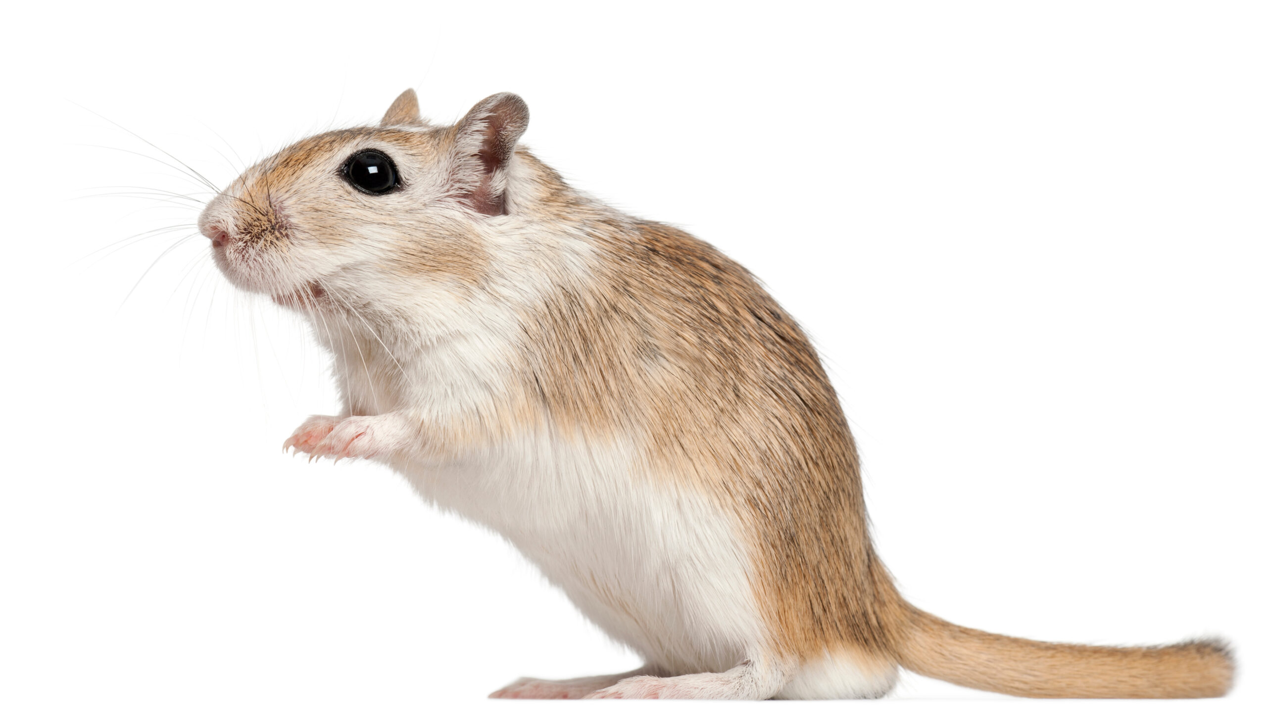 Gerbil Care Guide: A Complete Guide to Caring for Gerbils - All4Petstore